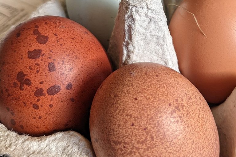 Welsummer Chicken - Breed Profile - Backyard Poultry